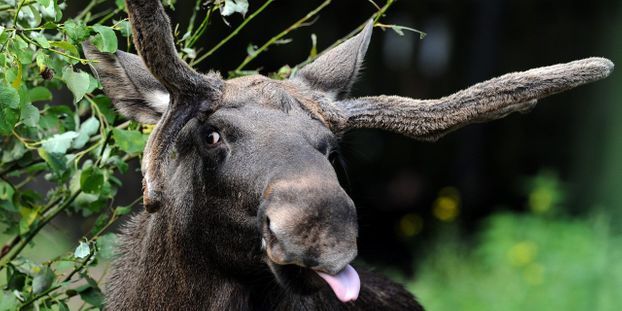 La puissance de l’élan et comment l’utiliser à votre avantage – Quantum ...